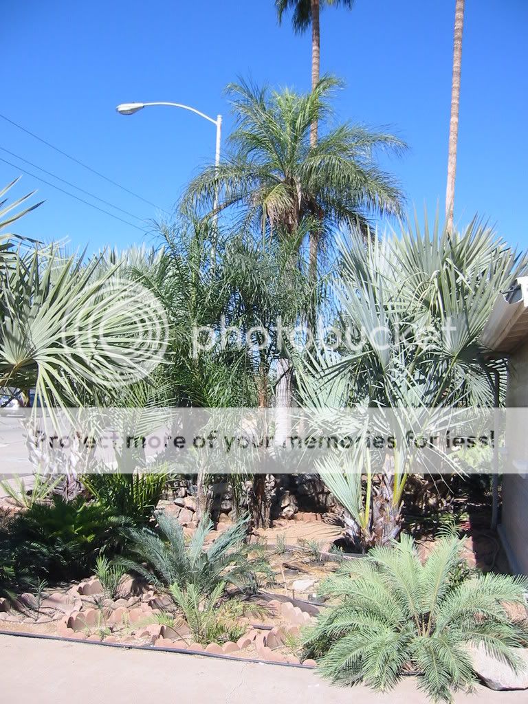 Acrocomia totai after 18F - DISCUSSING PALM TREES WORLDWIDE - PalmTalk