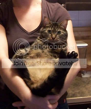 JETTA CAT?!! Ya thats what i said | Page 2 | VW Vortex - Volkswagen Forum
