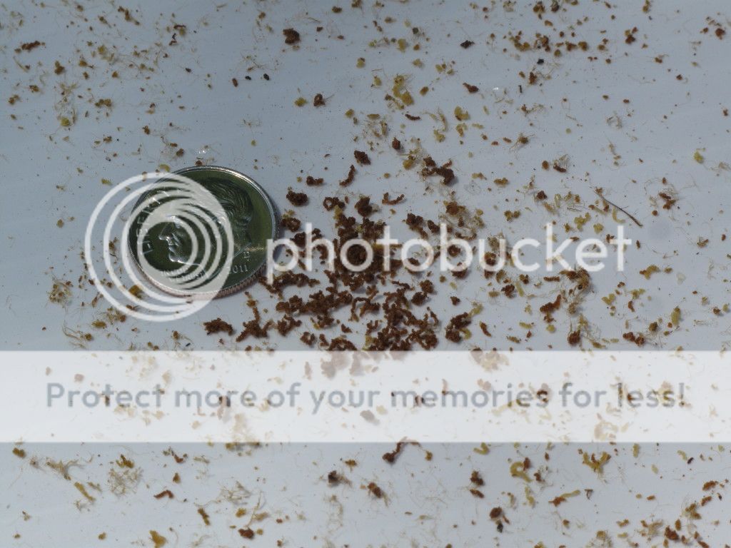 Bug poop on bottom tray? (photos) | Beesource Beekeeping Forums