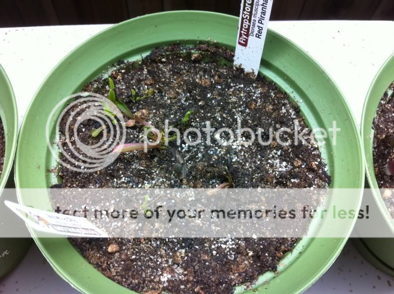 VFT's tuning black and dyeing.... Pictures Included - FlyTrapCare Forums