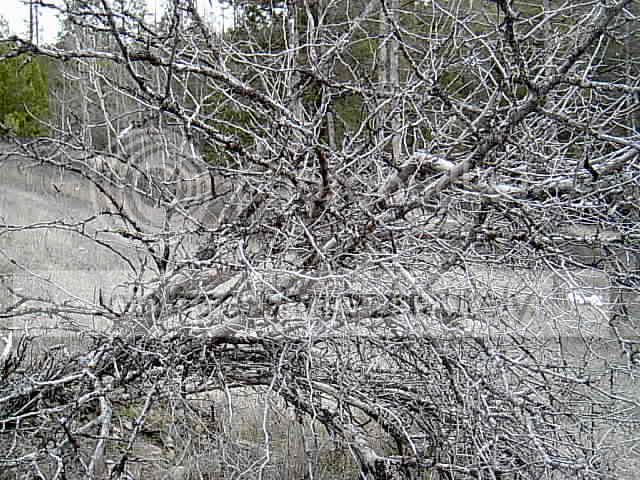 Can you identify this? | Arborist, Chainsaw & Tree Work Forum