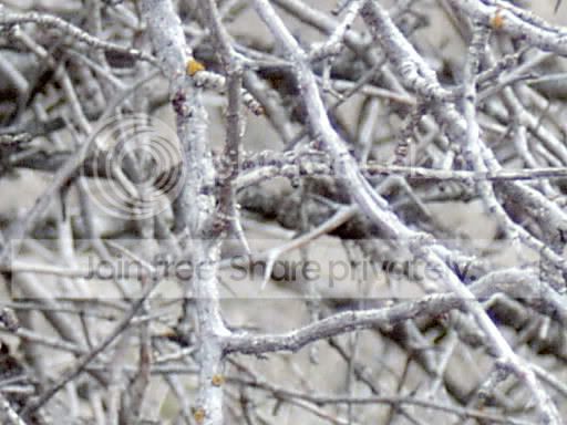 Can you identify this? | Arborist, Chainsaw & Tree Work Forum