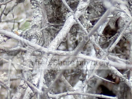 Can you identify this? | Arborist, Chainsaw & Tree Work Forum