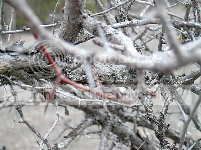 Can you identify this? | Arborist, Chainsaw & Tree Work Forum