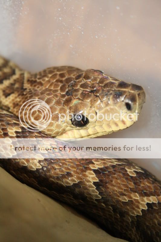 Epicrates angulifer | Reptile Forums