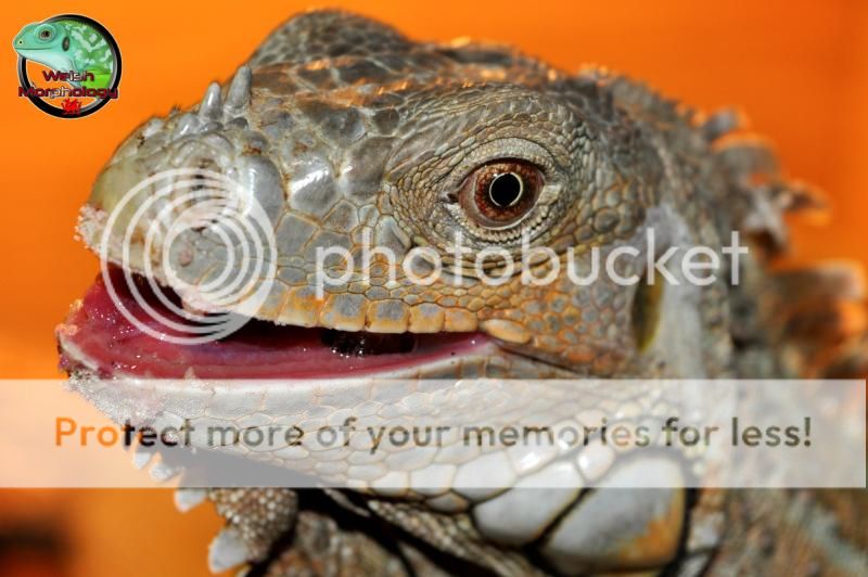 Happy Iguana | Reptile Forums