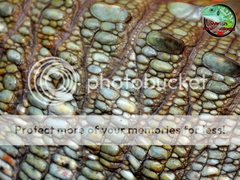 Crocodile cuddles! | Reptile Forums