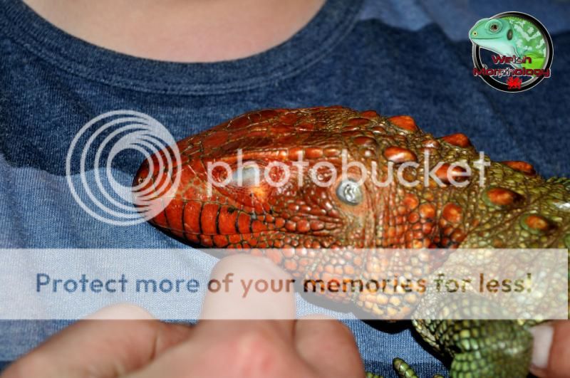 Crocodile cuddles! | Reptile Forums