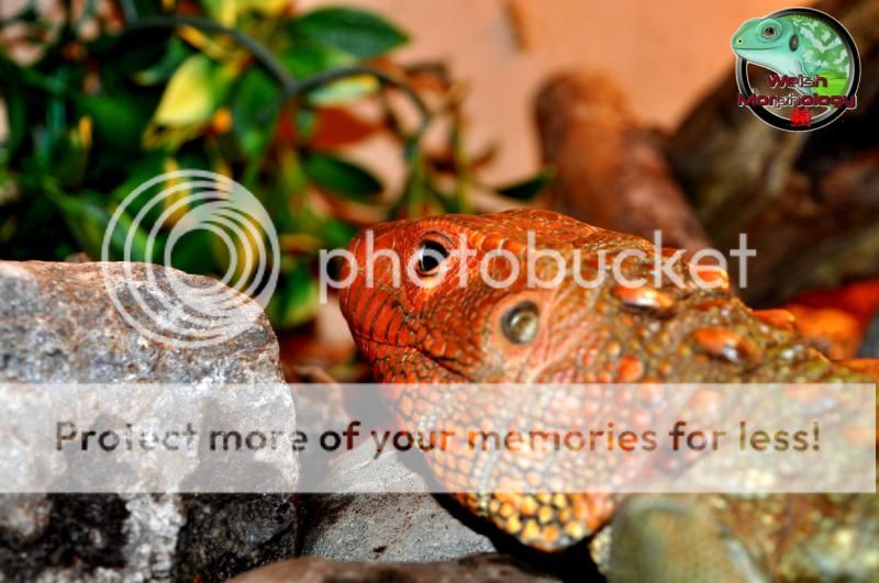 Crocodile cuddles! | Reptile Forums