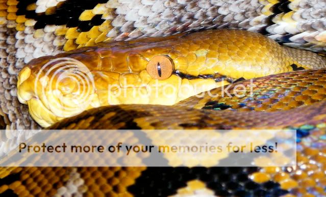 For sale bali yellowhead retic female - Reptile Forums