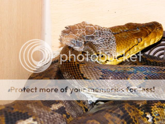 For sale bali yellowhead retic female | Reptile Forums