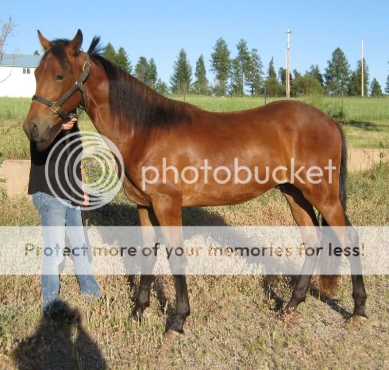 My Horse - Guess the Breed | The Horse Forum