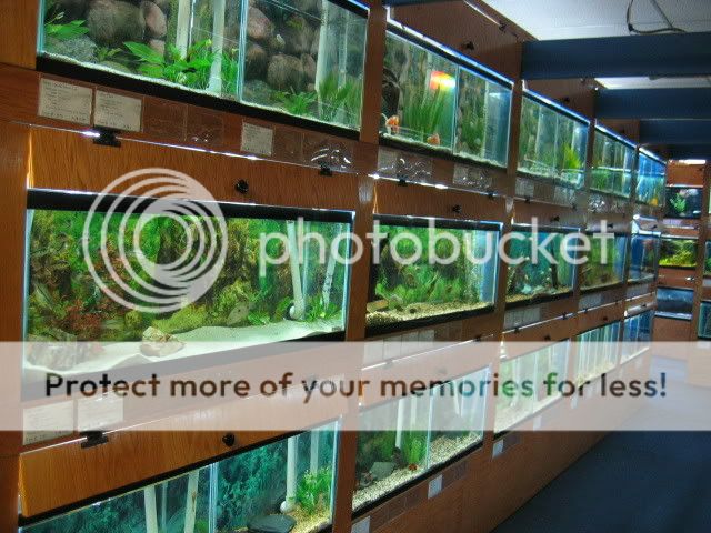 large multi-level aquarium display unit | MonsterFishKeepers.com